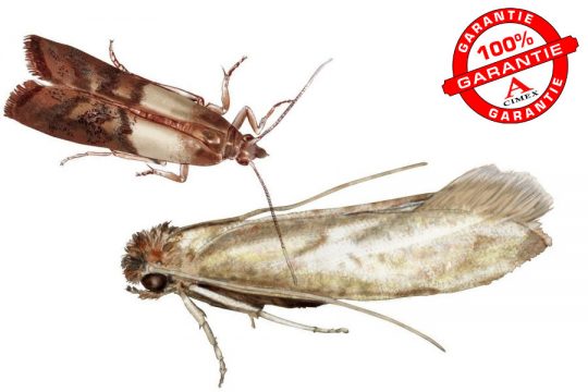 Mottenbekämpfung - A-Cimex GmbH - Schädlingsbekämpfung und Taubenabwehr ...